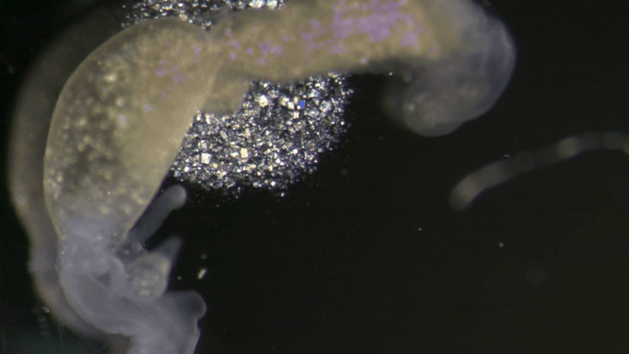 Crystals spill out from the gut of an embryonic cockroach - YouTube