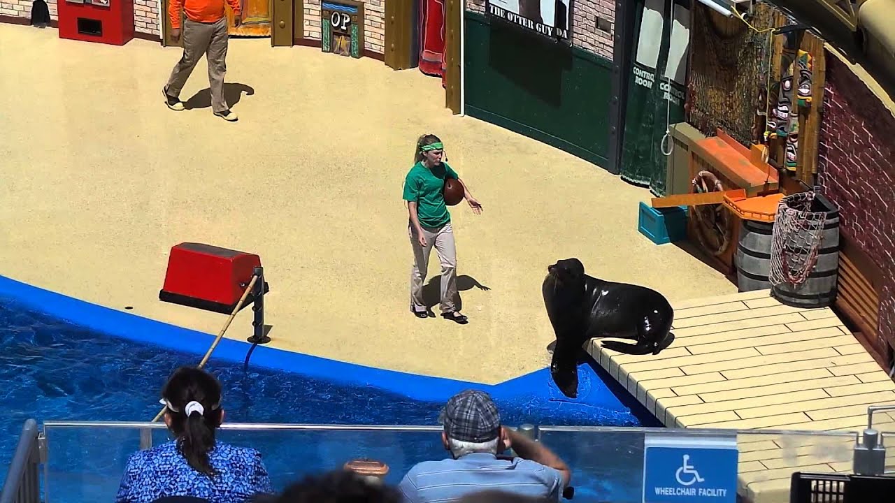 Seal Show @ San Diego Seaworld 2015 - YouTube