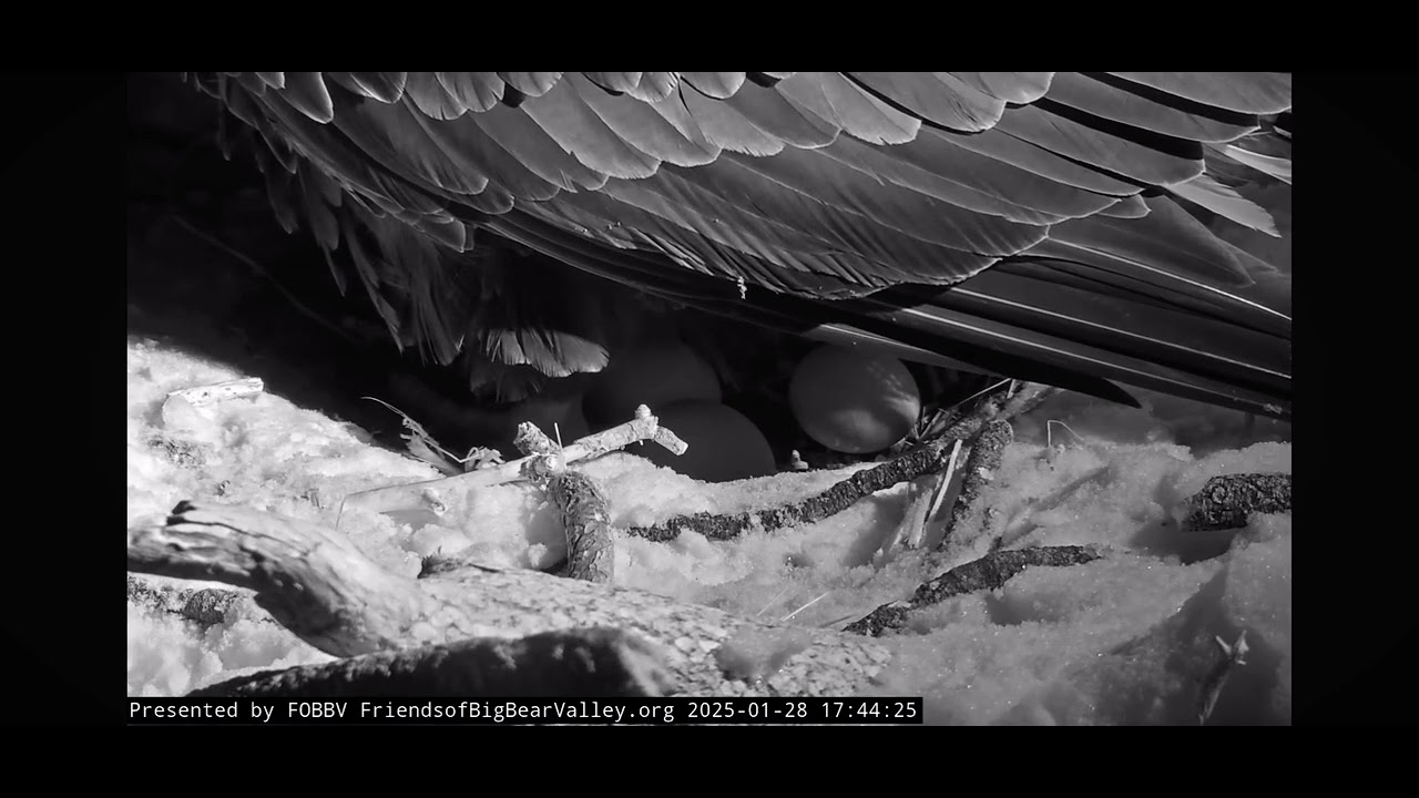 1-28-25 FOBBV Jackie Lays THIRD EGG of the 2025 season. Full video ...