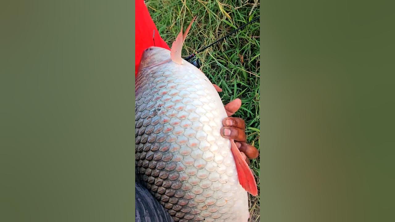 Sigel Hook Fishing | 8Kg Big Rohu Fish Catching | Shot Video - YouTube