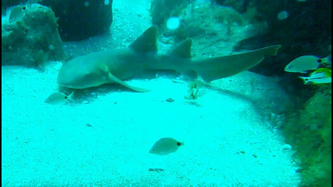 Diving at Jupiter FL inlet, Video 02 - YouTube