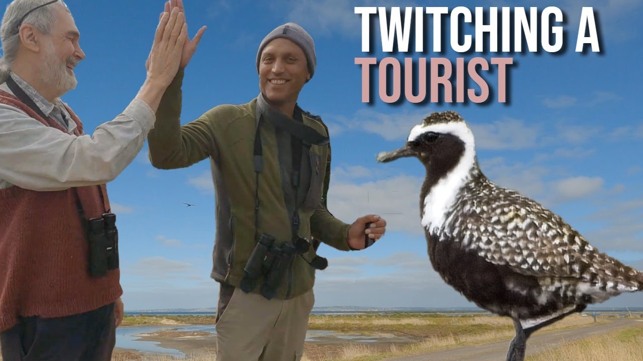 BIRDERS BIG DAY OUT in OZ to see RARE AMERICAN BIRD - YouTube