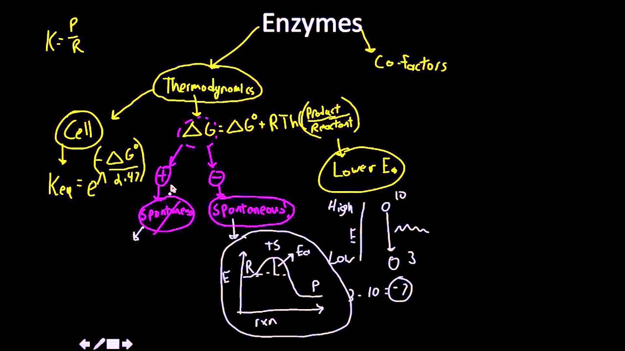 enzymes and gibbs free energy - YouTube