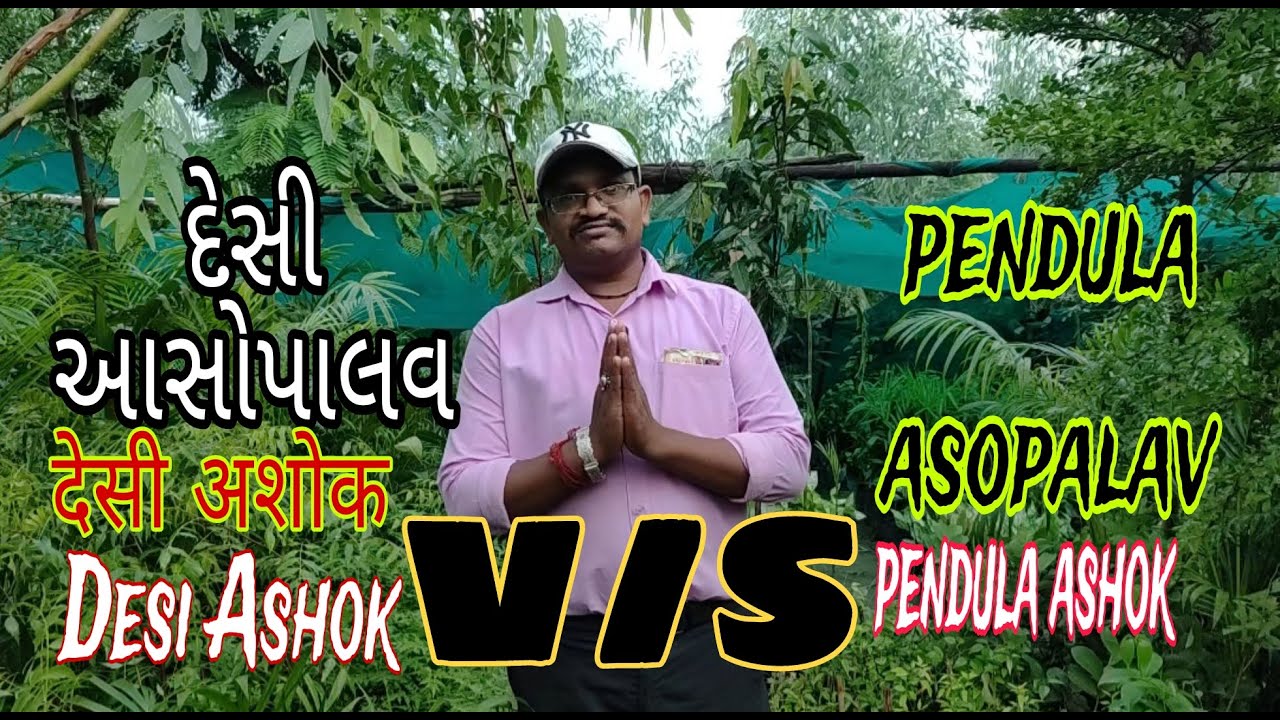 Types of Ashoka Tree || अशोक के पेड़ के प्रकार || - YouTube