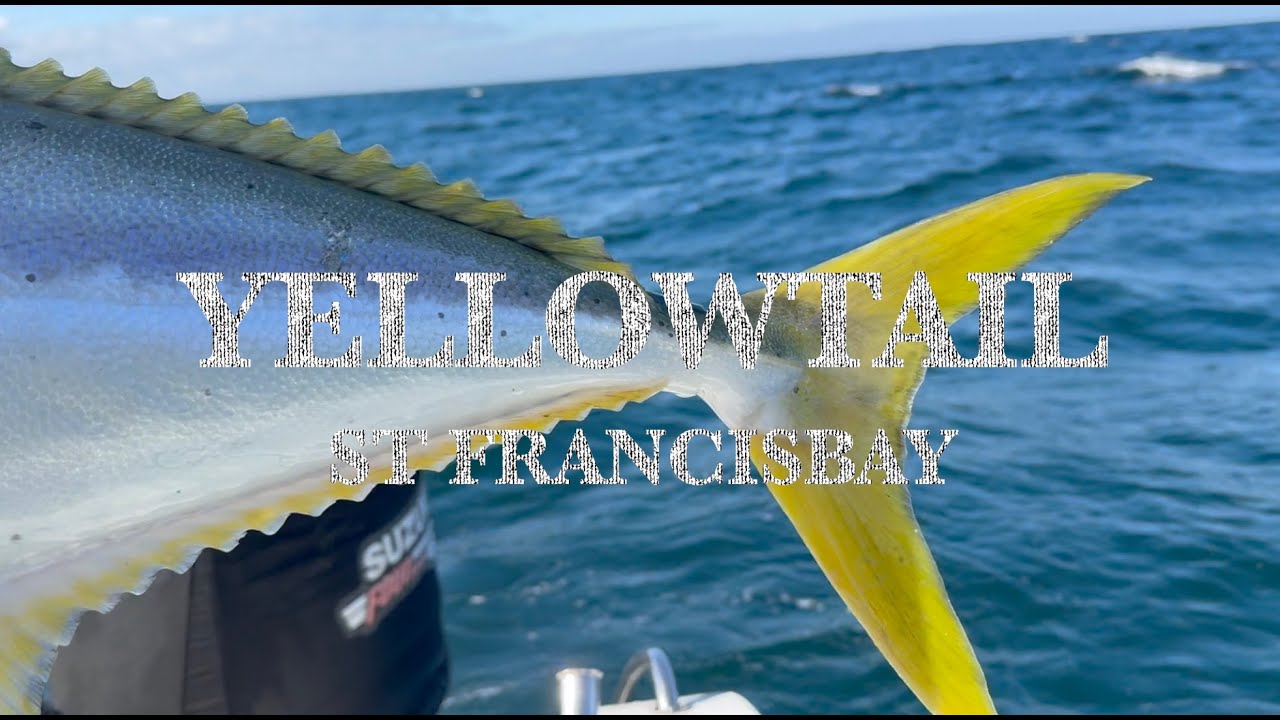 Big Yellowtail on squid in St Francisbay South Africa - YouTube