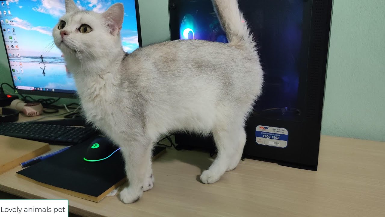 The white cat refused to get off my computer desk - YouTube