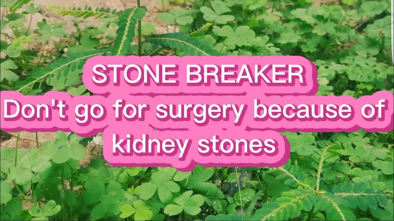 stonebreaker(natural remedy to overcome kidney stones)@ L@cord - YouTube