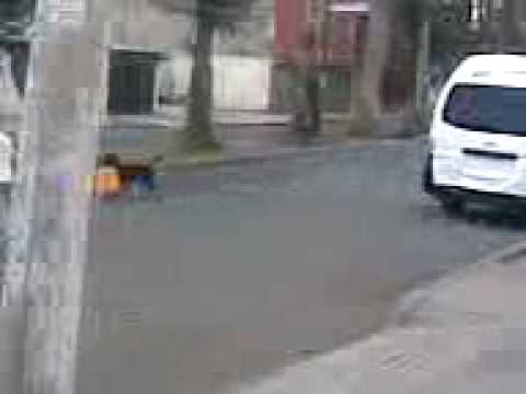 Perro que hace mandados