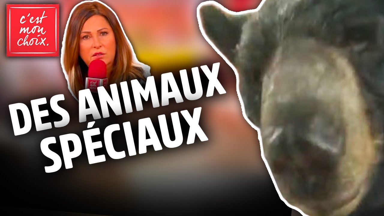 ANIMAL - Un ours qui fait des bisous... Ils ont des talents incroyables ...