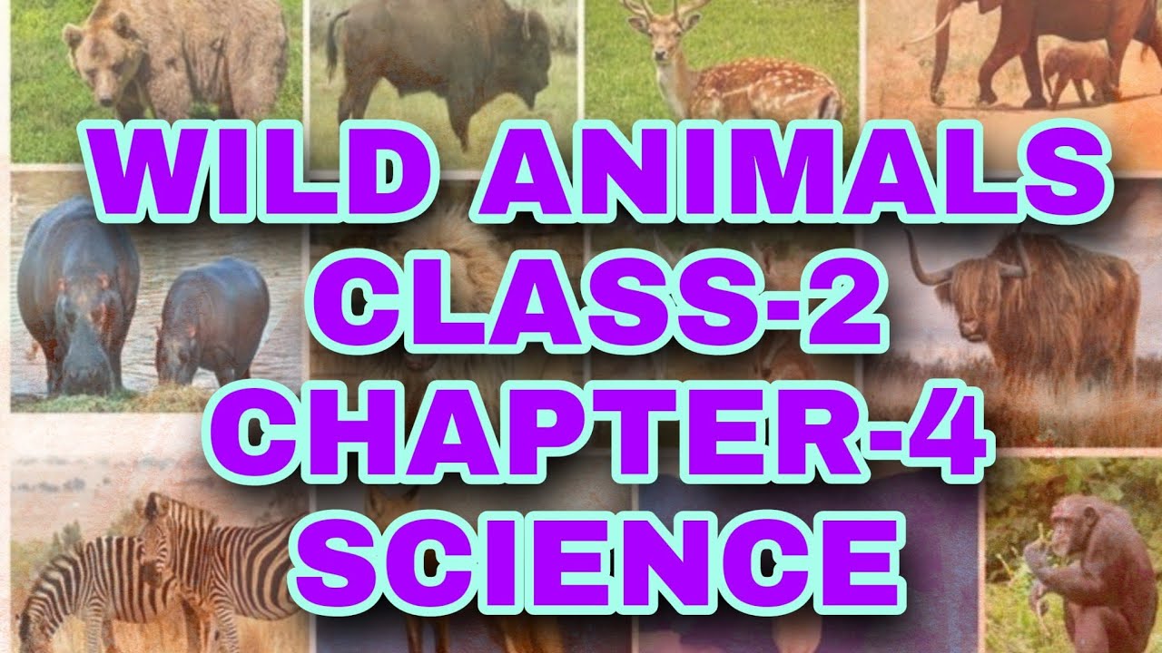 WILD ANIMALS#CLASS-2 SCIENCE# CHAPTER-4 - YouTube