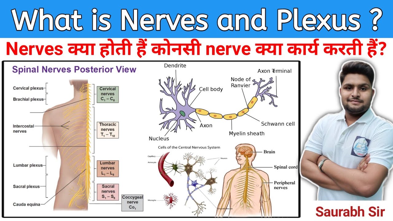 Nerves ||Nervous plexus||Nervous system||explain in hindi||for BAMS ...