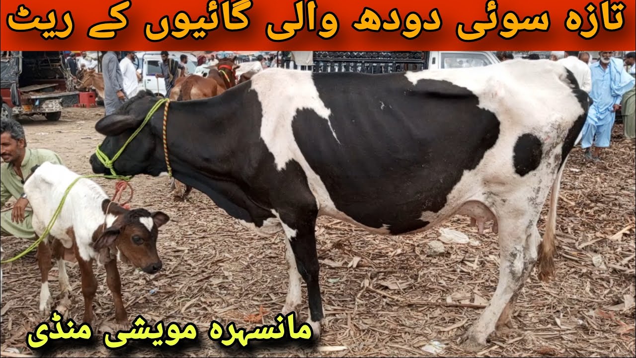 Normal and high quality fresh cow rate's update mansehra mawashi mandi ...