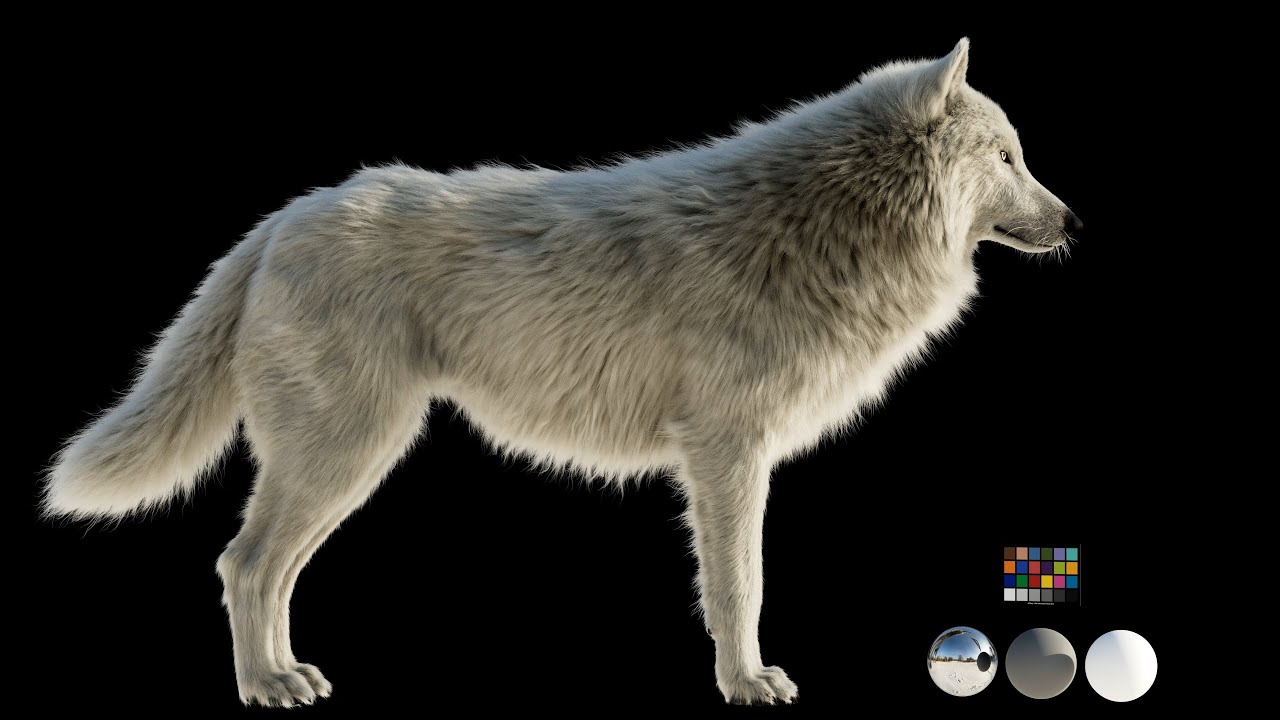 Wolf wip v001 - YouTube