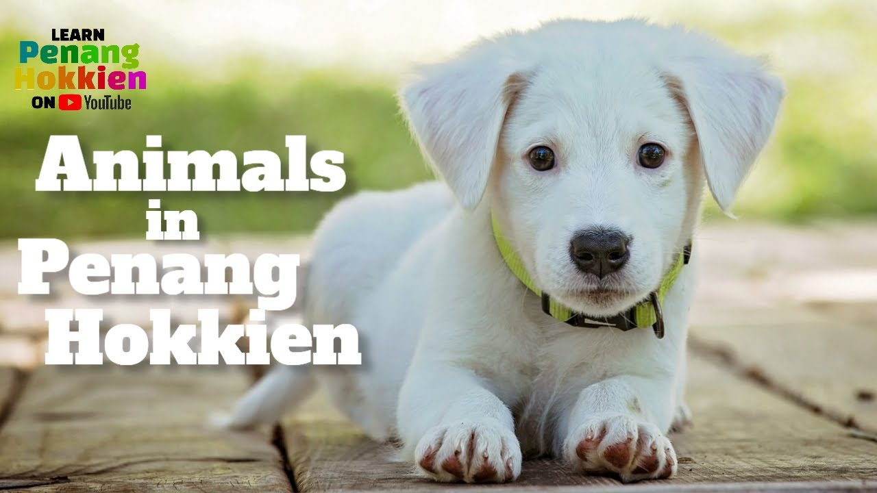Animals in Penang Hokkien - YouTube