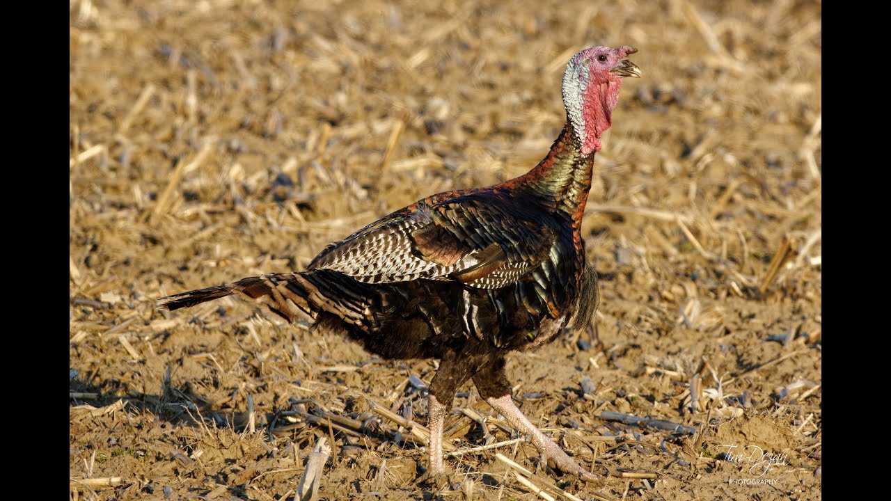 Wild Turkey Day in Chatham, ON - YouTube