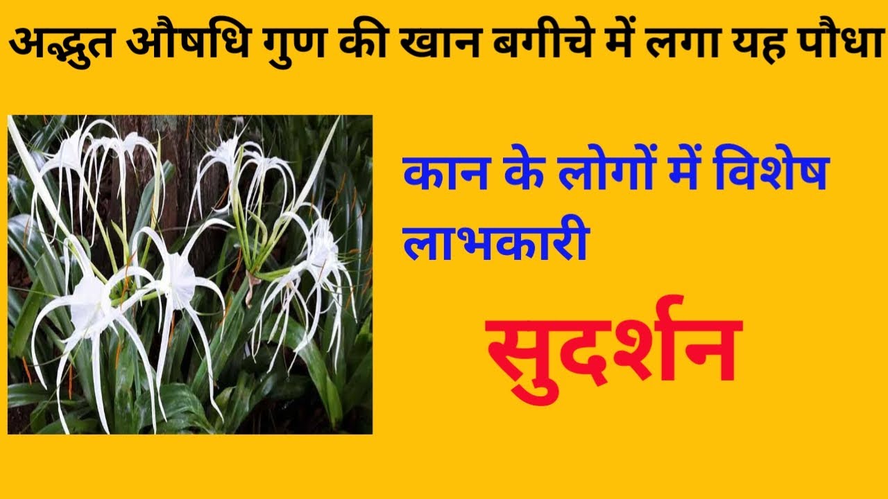 सुदर्शन का पौधा।Sudarshan ka paudha |sudharshan plant benefits |crinum ...
