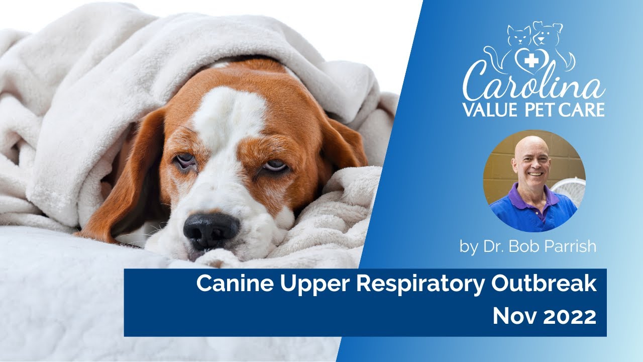 What you need to know about the canine upper respiratory outbreak ...