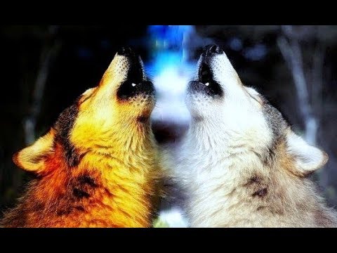 She Wolf Falling To Pieces David Guetta ft Sia Kim Viera & Kurt Schneider Cover