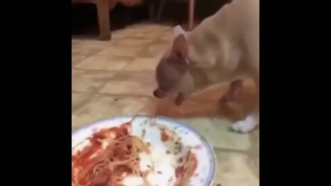 Trap Nation Dog spaghetti meme - YouTube