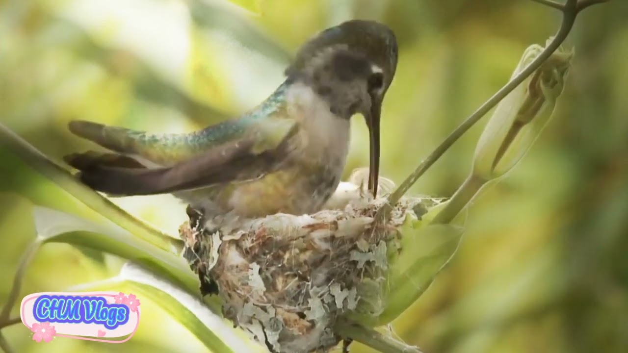 Paano gumawa ng pugad ang ibon |CHM Vlogs - YouTube