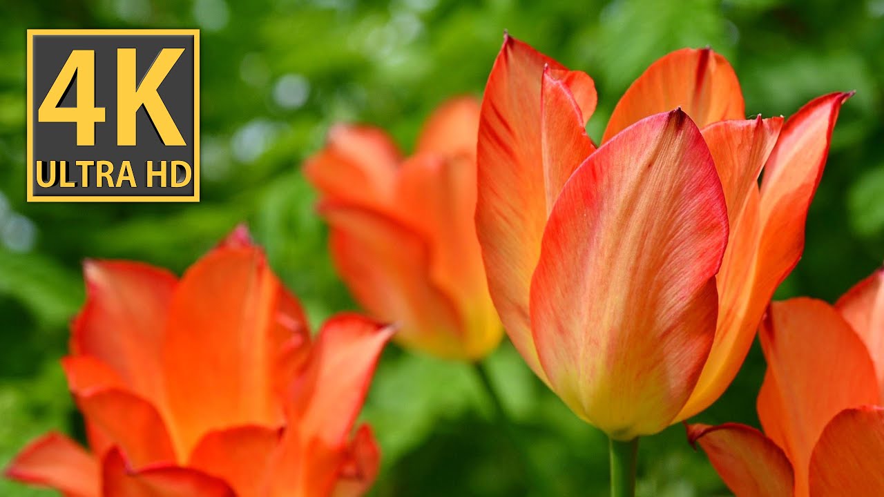 Captivating Tulips in Stunning 4K Macro Video - YouTube