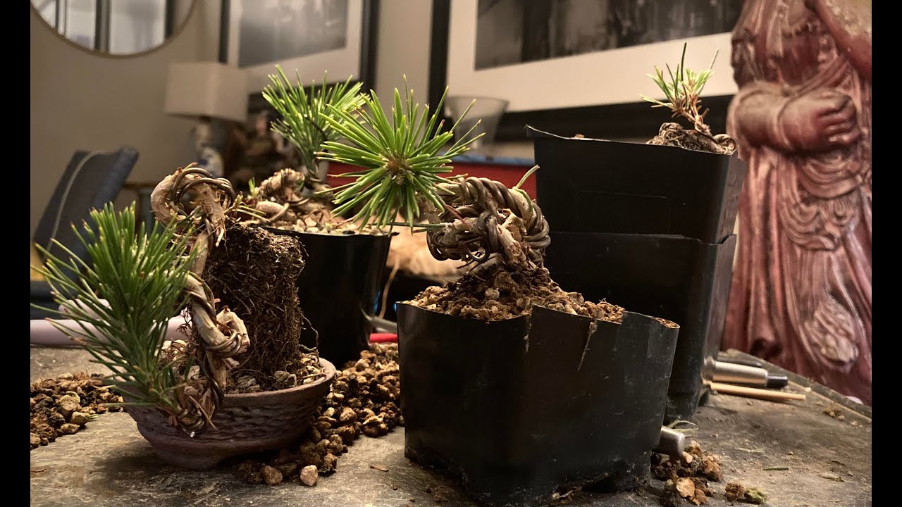 Patricia O'Connor, The Bonsai Balcony: Japanese Black Pine mame. - YouTube