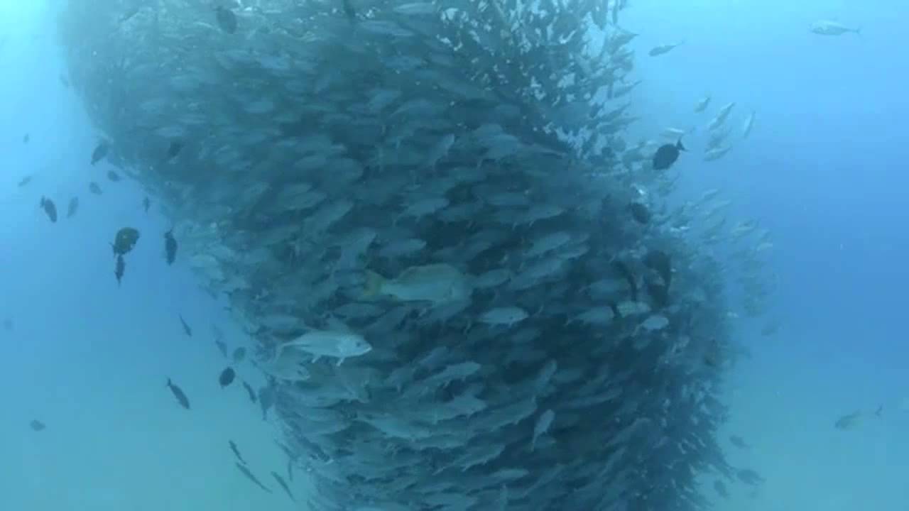 Fish Tornado Is A Courtship Column | Video - YouTube