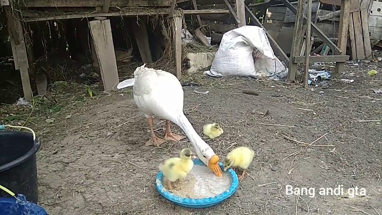 Ternak angsa - YouTube