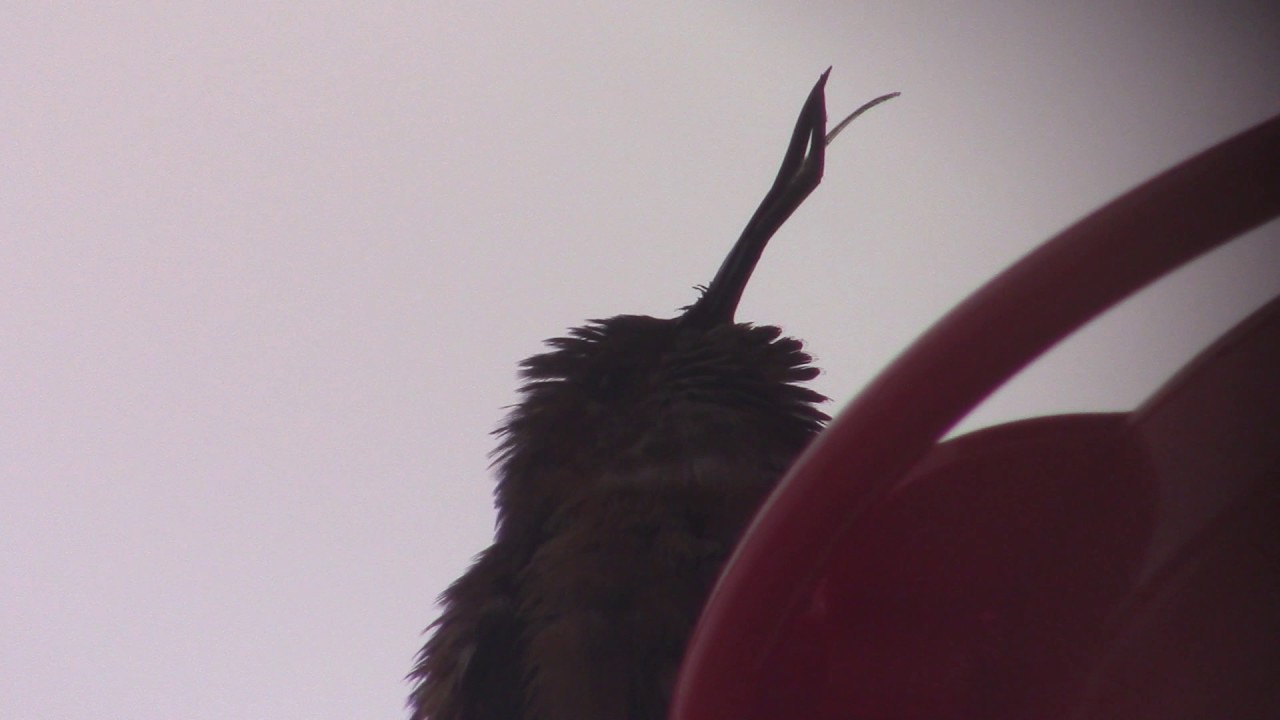 Window strikes in hummingbirds - YouTube