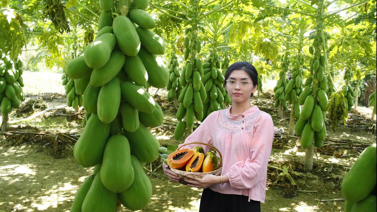 Harvest papayas from your garden and make simple dishes with flavors ...