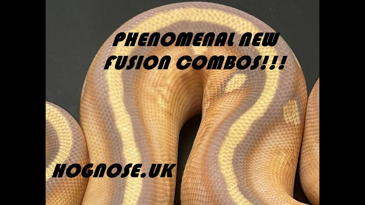 PHENOMENAL NEW FUSION COMBINATIONS!!! - YouTube