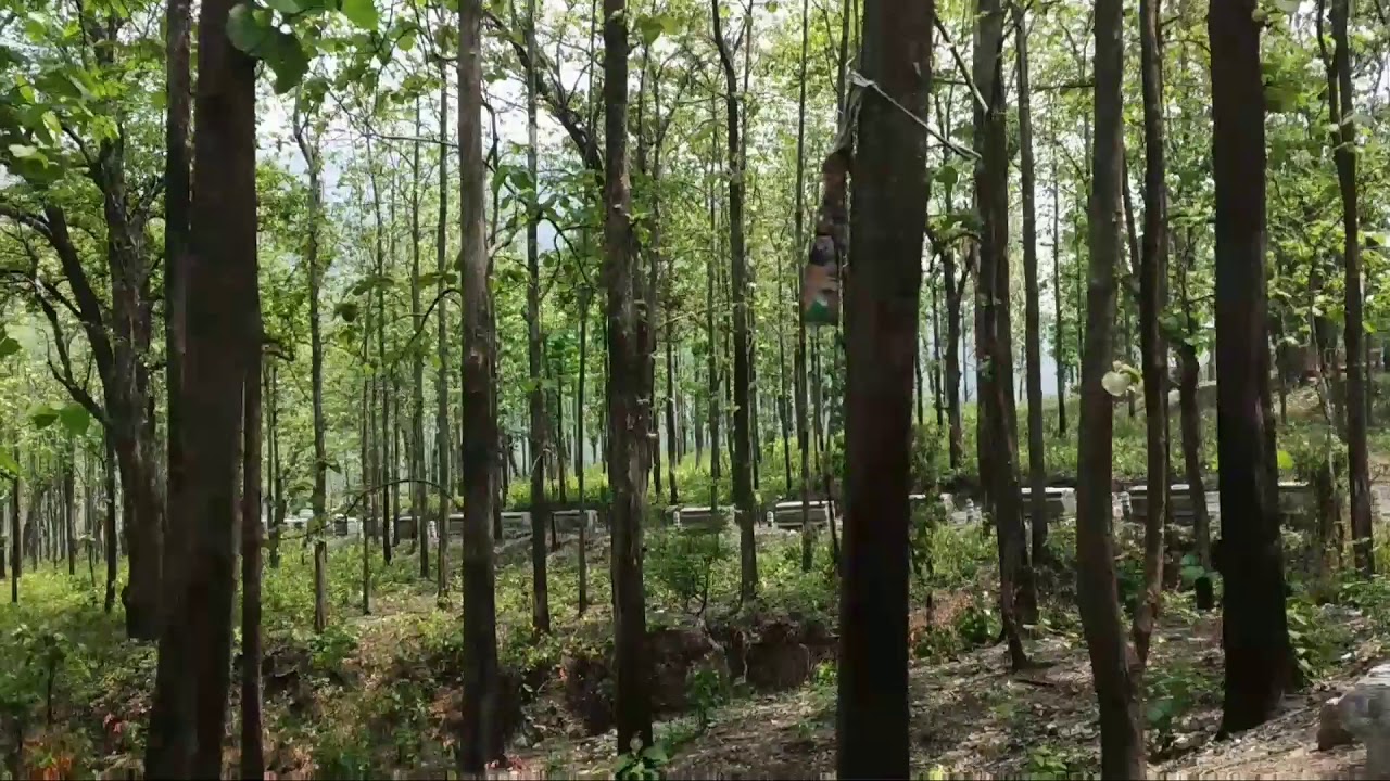 Sal forest , Haldwani (view from Haldwani road ) - YouTube