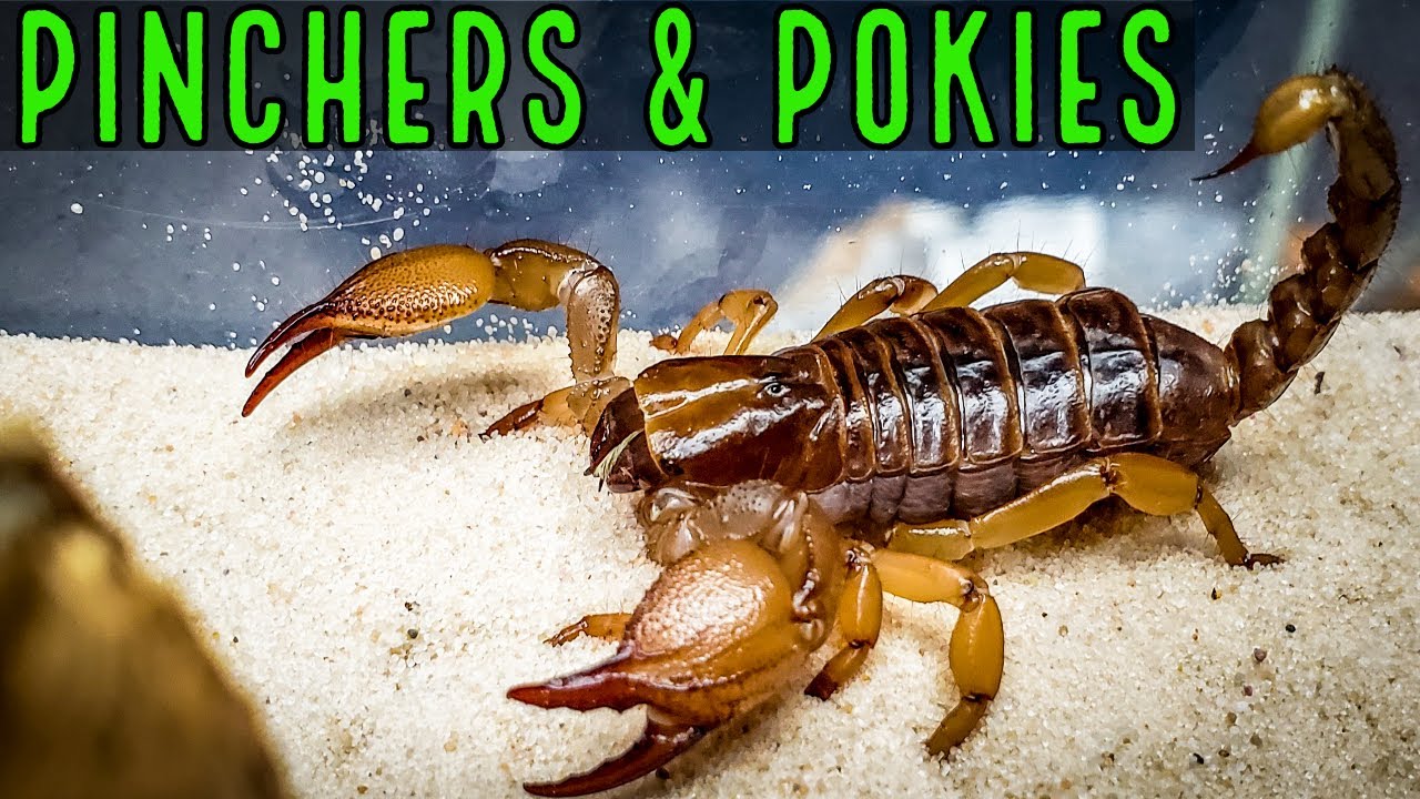 Scorpion Unboxing from Pinchers & Pokies - Patreon/YouTube Member ...