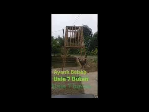 Ayam Pelung GPS - Ayank Bèbèb - YouTube