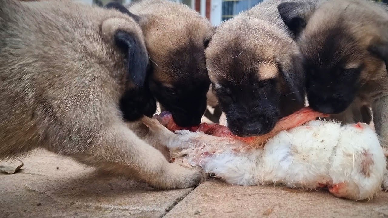 FEEDING KANGAL PUPPIES RAW RABBIT - FIRST TIME EXPERIENCE! - YouTube