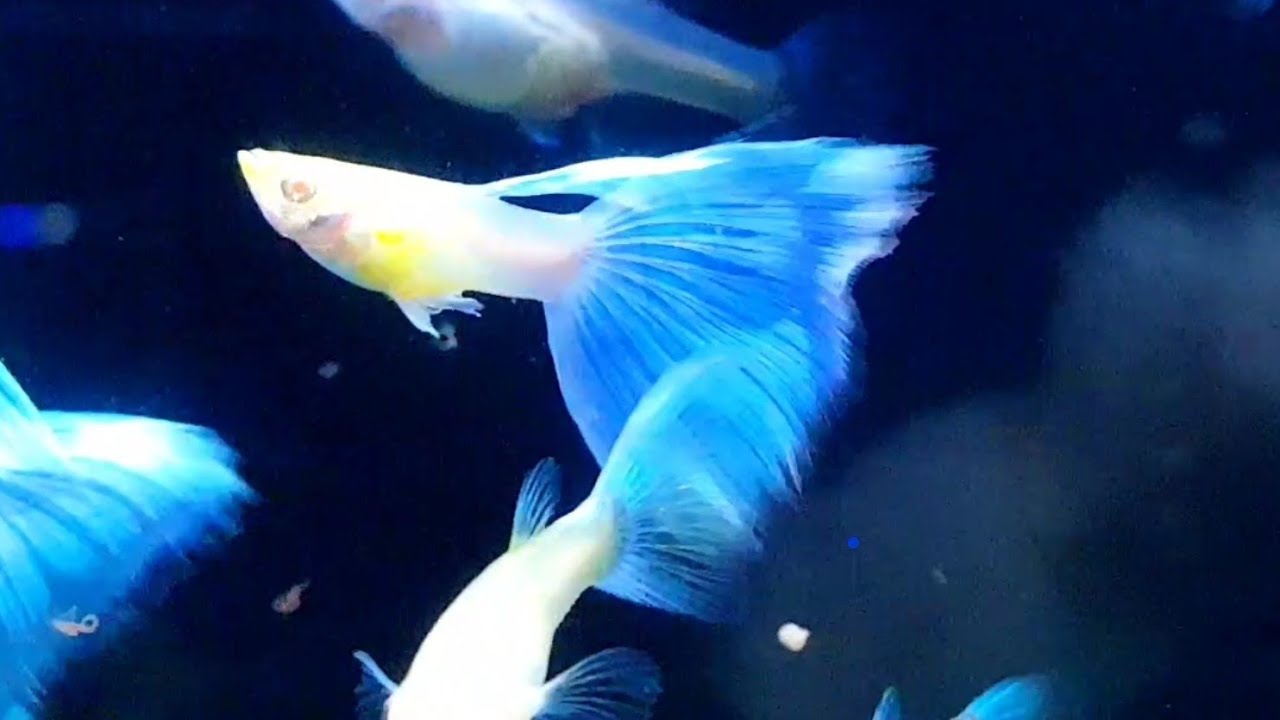 TOP 10 Most Beautiful Guppy Fish Collection | BokGuppy - YouTube