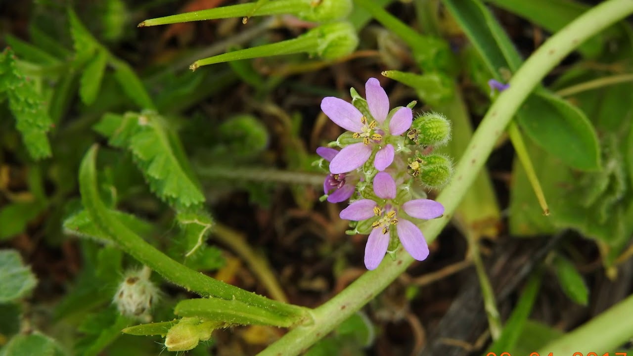 Erodium moschatum musk stork's-bill and whitestem filaree. - YouTube