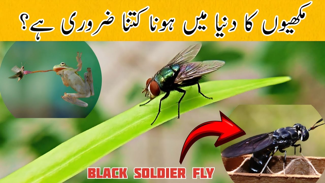 How important is the presence of flies in the world - مکھیوں کا دنیا ...