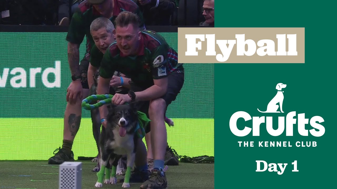 Flyball Team - Last 16 Flyball | Crufts 2025 - YouTube