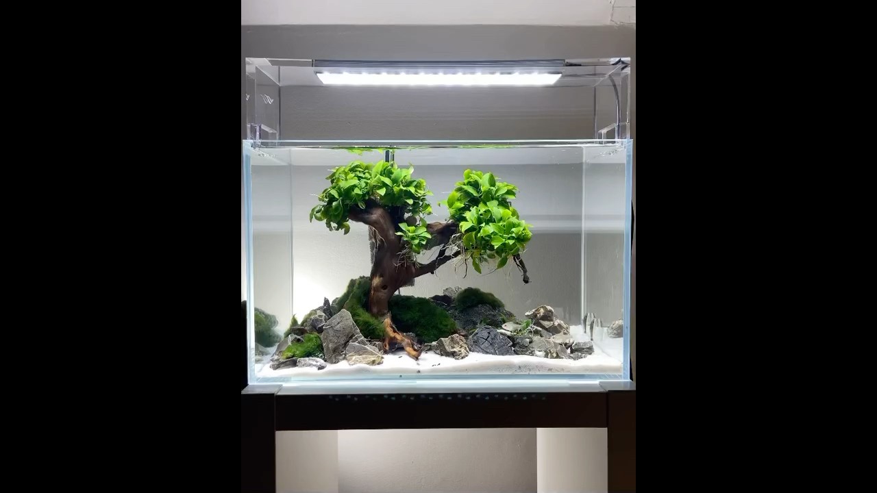 Aquarium Bonsai - YouTube