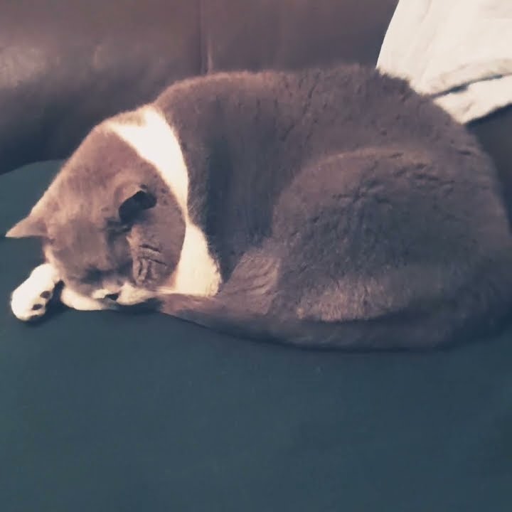 DO YOU WANT CAT-NAP?NEW VIRAL GAME PLAY!#cat #nap #play #viral #FYI # ...