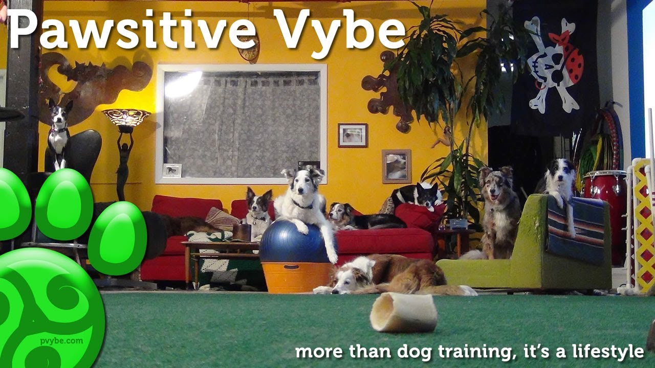 Pawsitive Vybe... It's Catchy! - YouTube