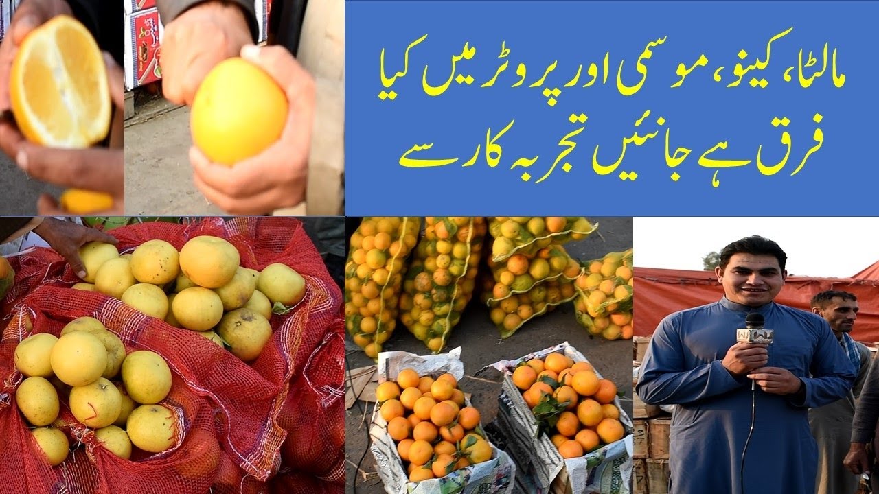 Healthy & Delicious Pakistani Oranges, Malta and Mosami| Malta, kenu ...