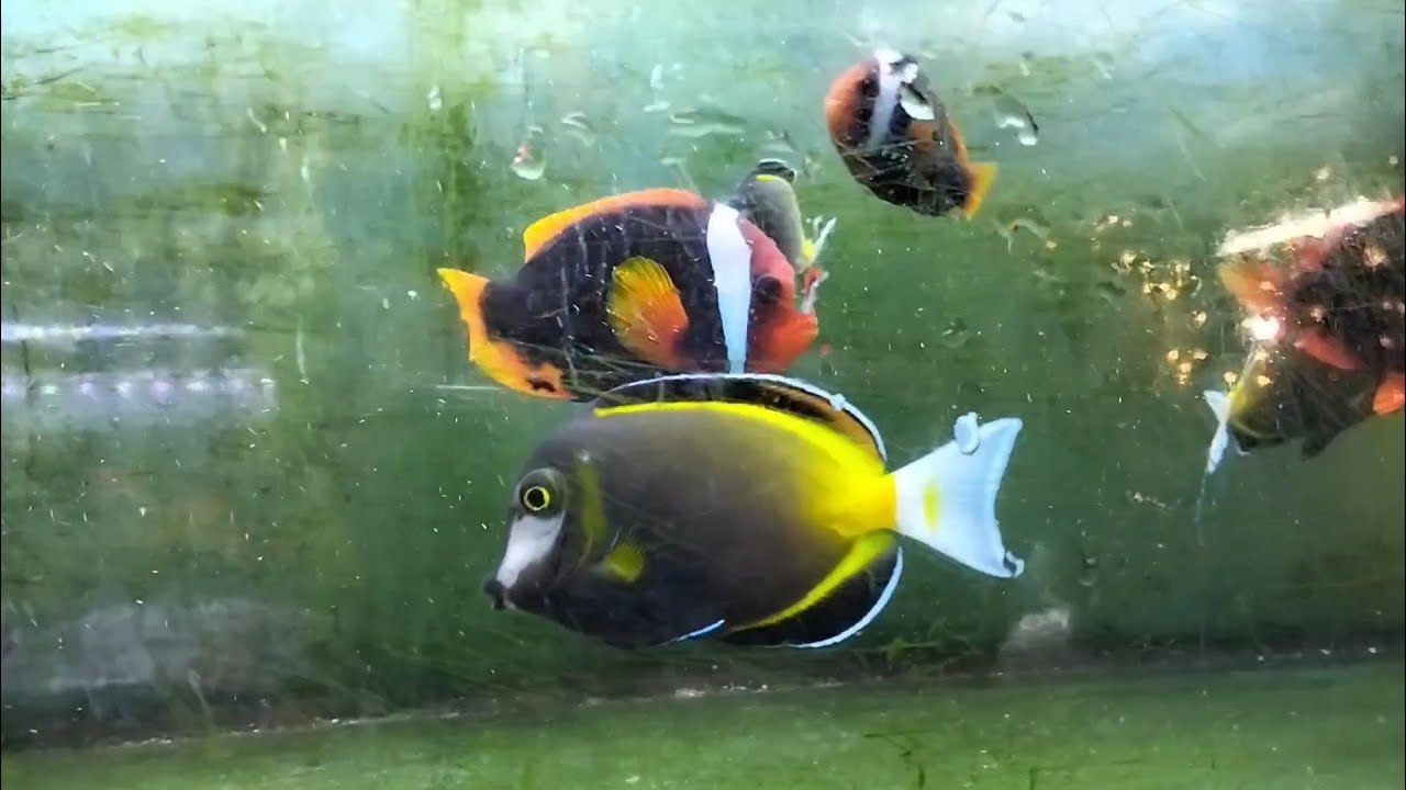 Different Kinds of Ornamental Fishes at Cartimar Pasay, and their ...