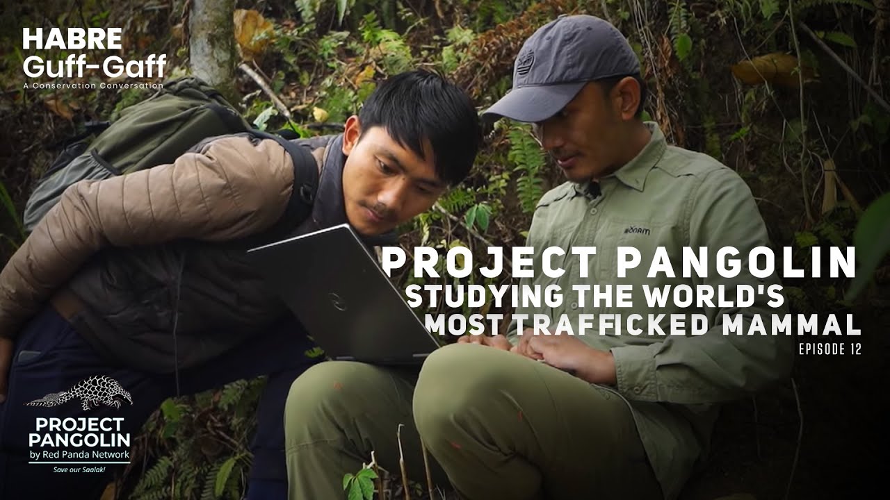 PROJECT PANGOLIN E.12 | Studying The World's Most Trafficked Mammal | Red Panda Network - YouTube