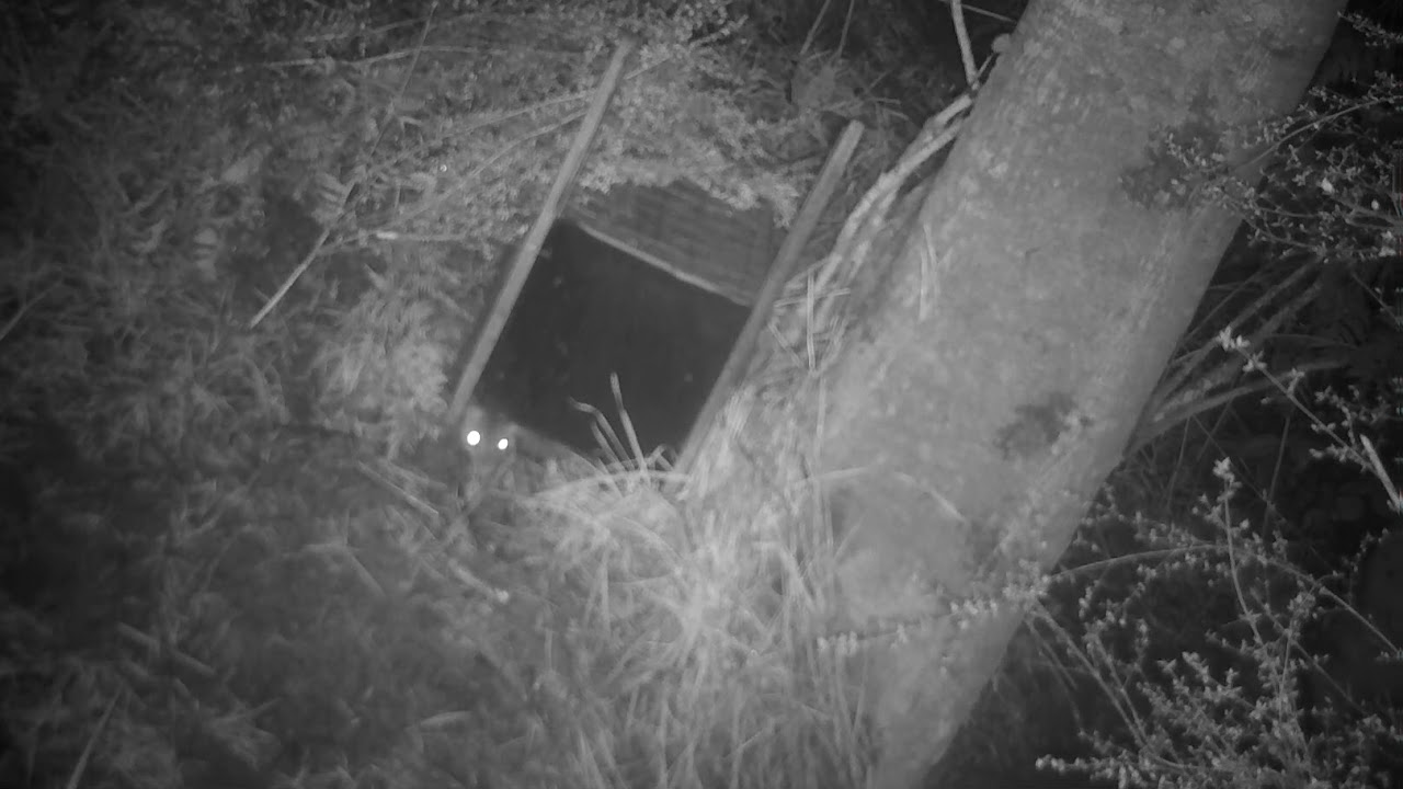 Quoll escaping from trap - YouTube