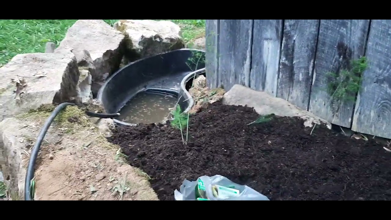 Dagburn quits on me asparagus bed and skammy claims to be garden police ...