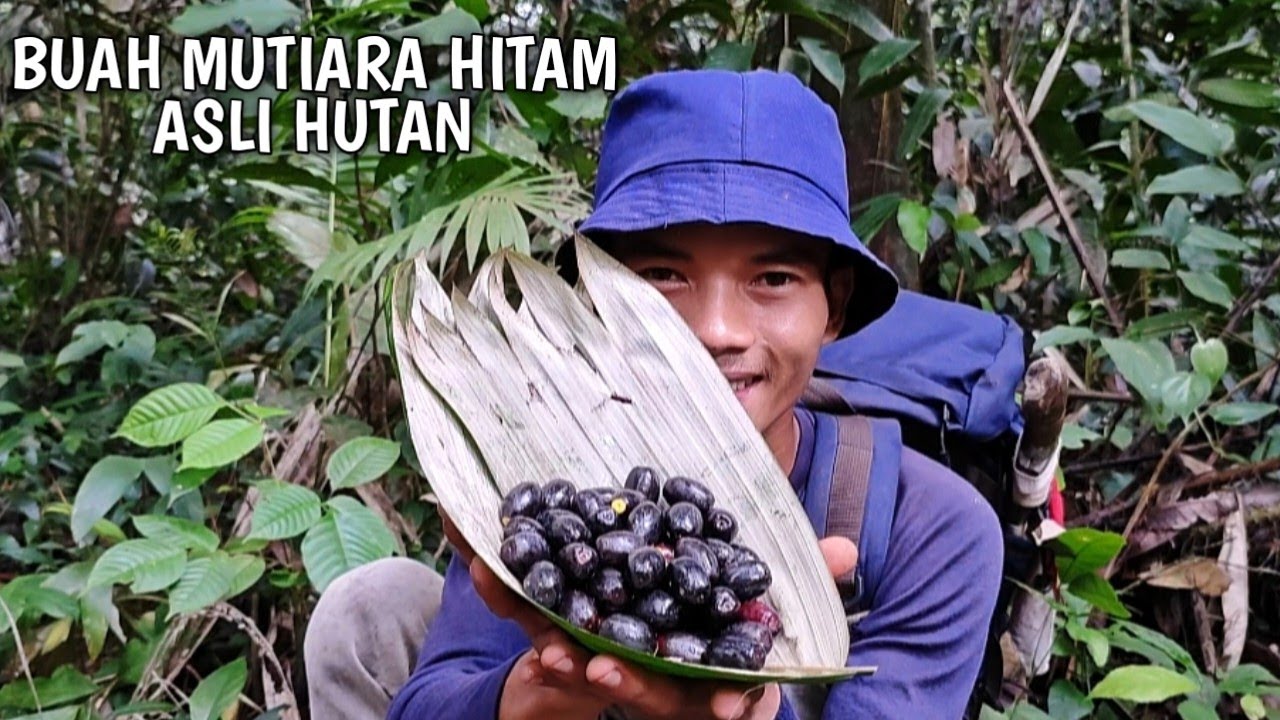 Mencari Buah Buahan Liar Di Hutan, Buah Dabai, Buah Rukem Dan Buah ...