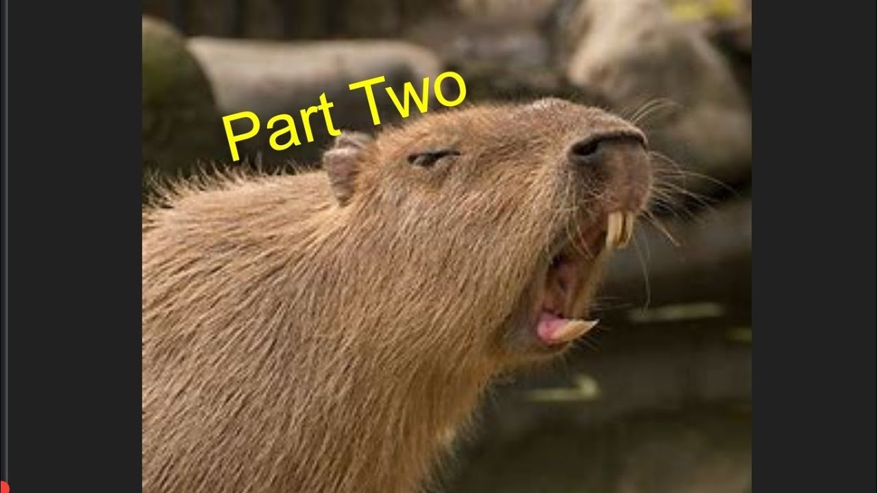 Top 5 sad capybara moments (Part 2) - YouTube