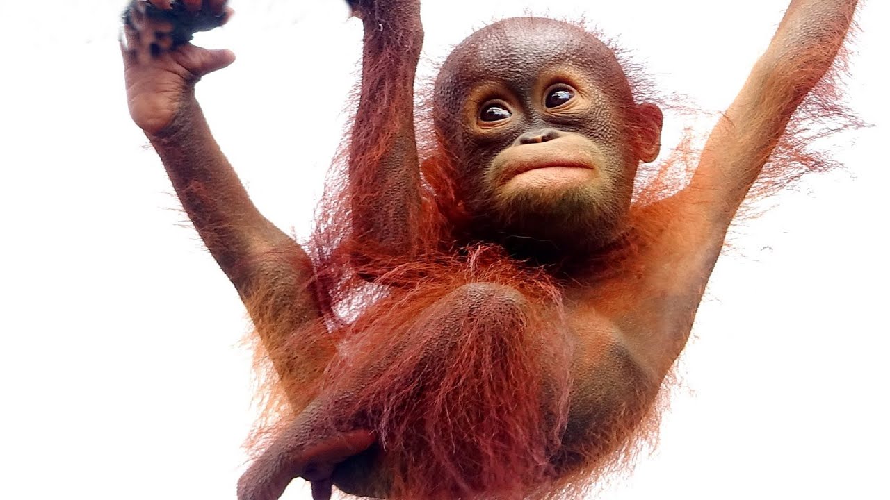 Orangutans baby 4K - YouTube